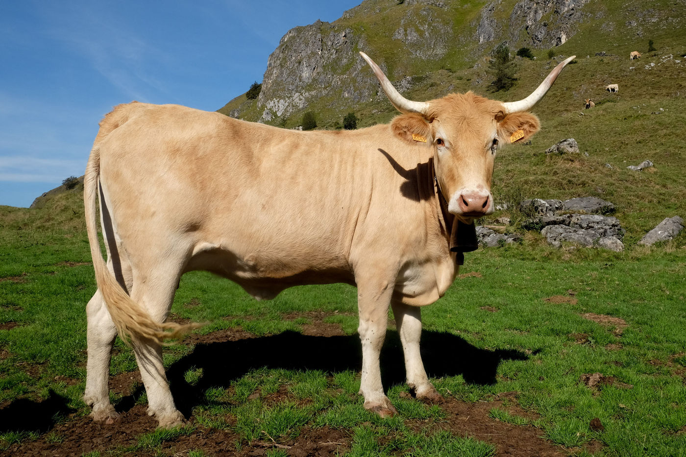 Renaissance d'un race locale : la vache béarnaise (Laurent Ferriere ...